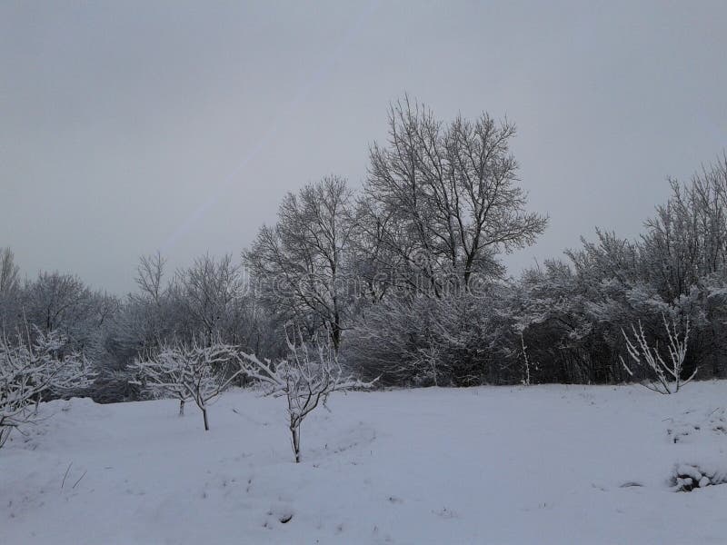 Winter Kind. Winter. the Trees are Covered with Snow. Natural Beauty ...