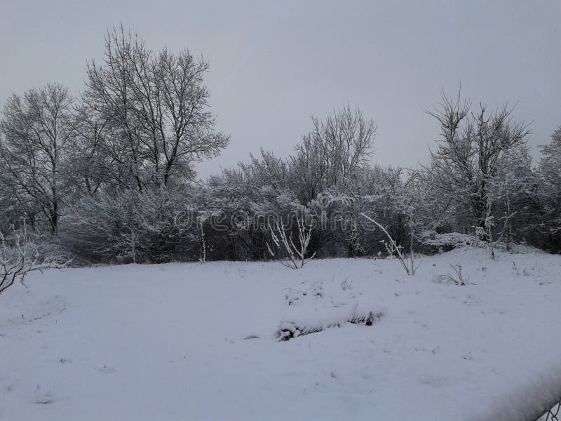 Winter Kind. Winter. the Trees are Covered with Snow. Natural Beauty ...