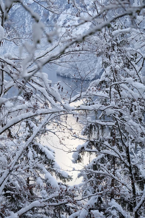 Winter Konigsee, Germany stock photo. Image of freezing - 237916780