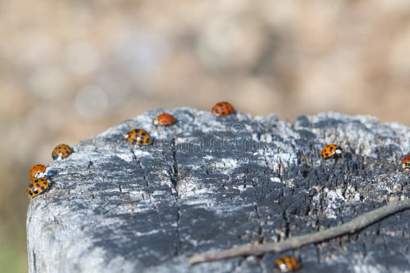 LadyBug in the Winter stock image. Image of macro, beautiful - 106450613