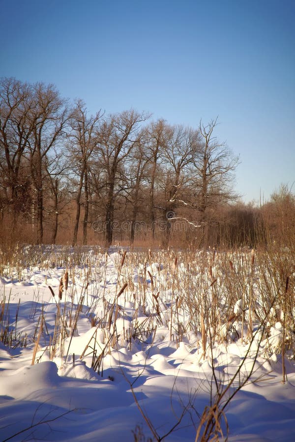 Winter lake with a cane stock image. Image of cold, outdoor - 12979855