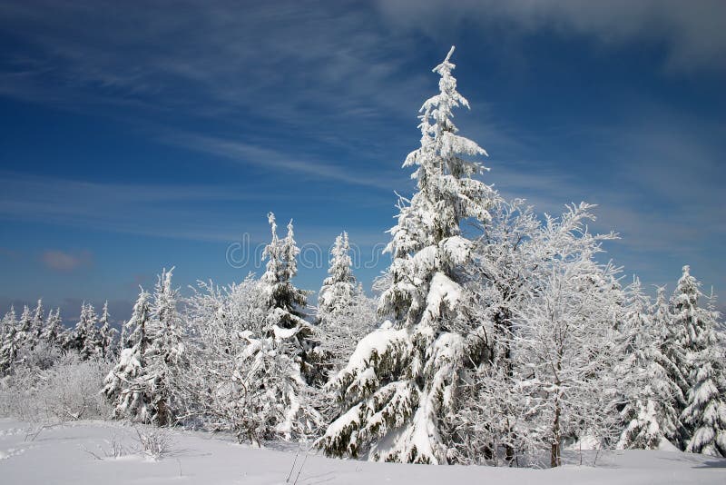 Winter Land and Snowy Trees Stock Image - Image of cold, snowing: 1631519