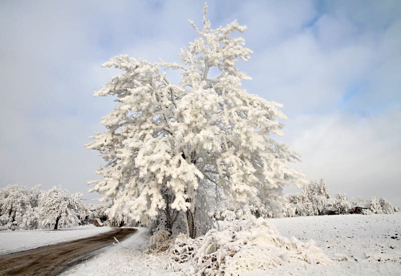 Winter landscap stock photo. Image of forest, country - 84193368