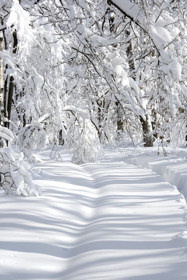 Winter landscape stock image. Image of silence, weather - 12284295