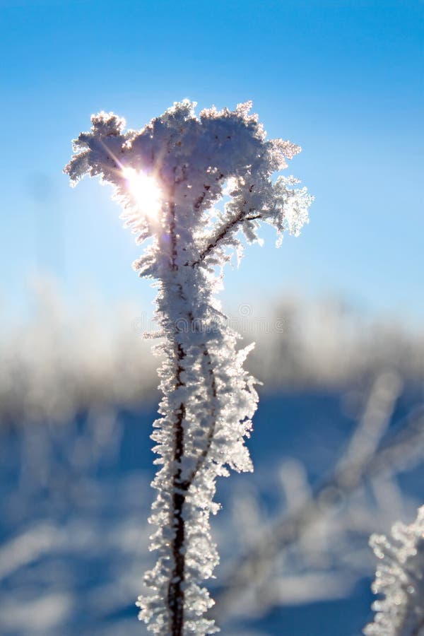Winter landscape stock photo. Image of freeze, winter - 12537128