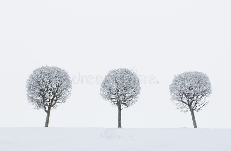Snow covered pear tree stock image. Image of winter, bleak - 7477167