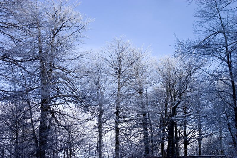 Winter tree texture stock image. Image of background - 18461041