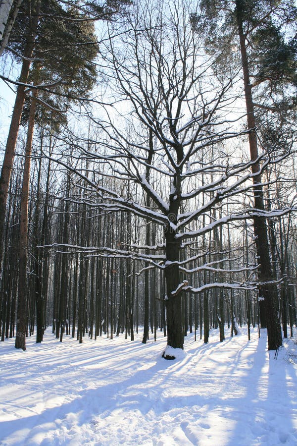 Tall pine trees in winter stock image. Image of landscape - 12892807