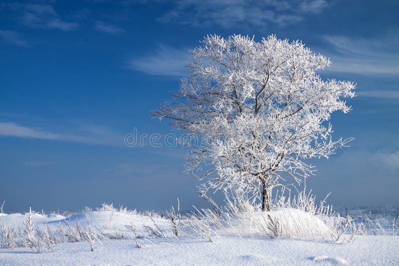 Winter landscape stock image. Image of lonely, cold, blue - 28935209
