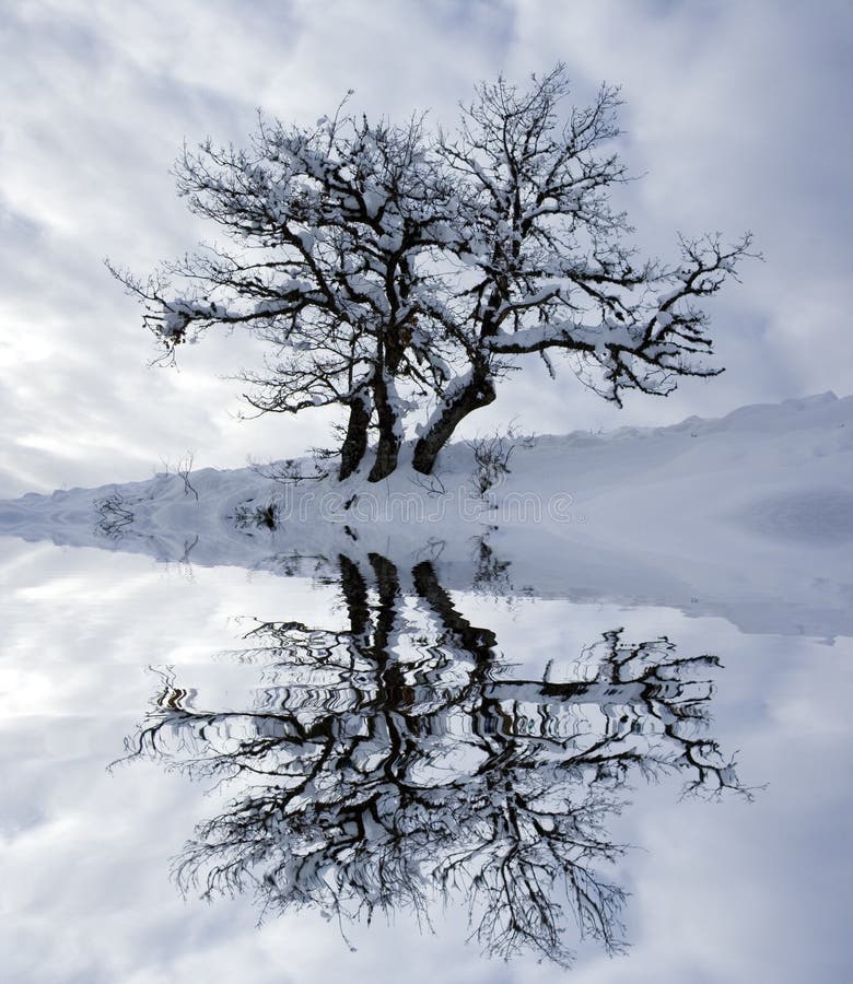 Winter landscape stock image. Image of stars, plant, landscape - 3610013