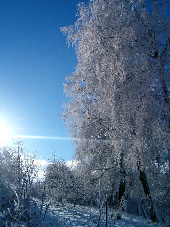 Winter landscape stock photo. Image of frosty, nature - 23024166