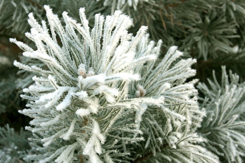 Winter landscape. stock photo. Image of winter, conifer - 7736354