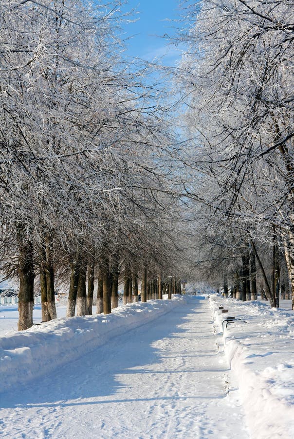 Winter landscape, alley stock photo. Image of frosty - 22285798