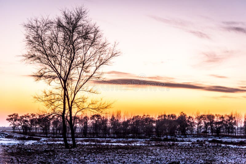 Winter Landscape with Alone Tree and Forest, Dry Tree without Leaf and ...