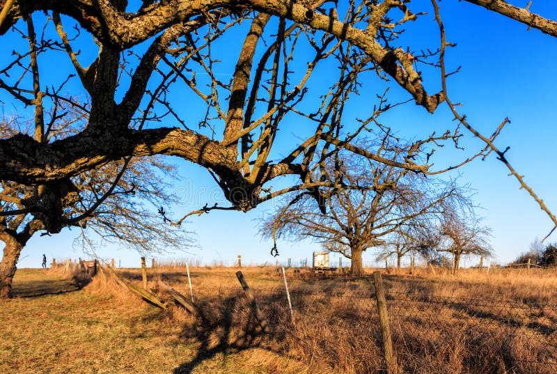 Winter Landscape with Apple Tree Stock Image - Image of grass, fence ...
