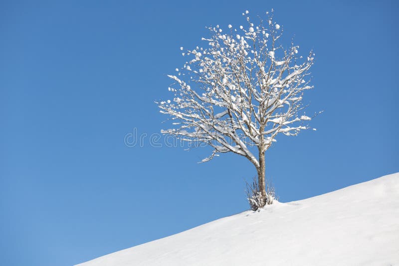 Winter Landscape in the Austrian Alps. Snow Covered Tree on the Hill ...