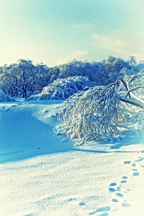 Winter Landscape Beautiful Fluffy Snow Stock Photo - Image of ...