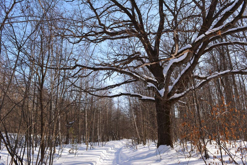 Winter Landscape with Beautiful Oak Tree Near Walking Path in Snow ...