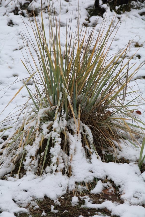 Winter landscape stock photo. Image of horizontal, plant - 81347470
