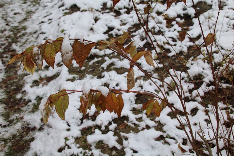 Winter landscape stock image. Image of frozen, overcast - 81348283