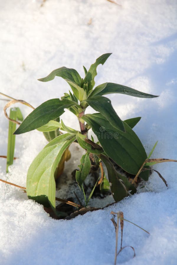 Winter landscape stock image. Image of cool, natural - 82122121