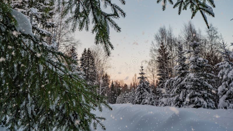 Winter Landscape with Beautiful Snowfall, Time Lapse, Camera Movement ...