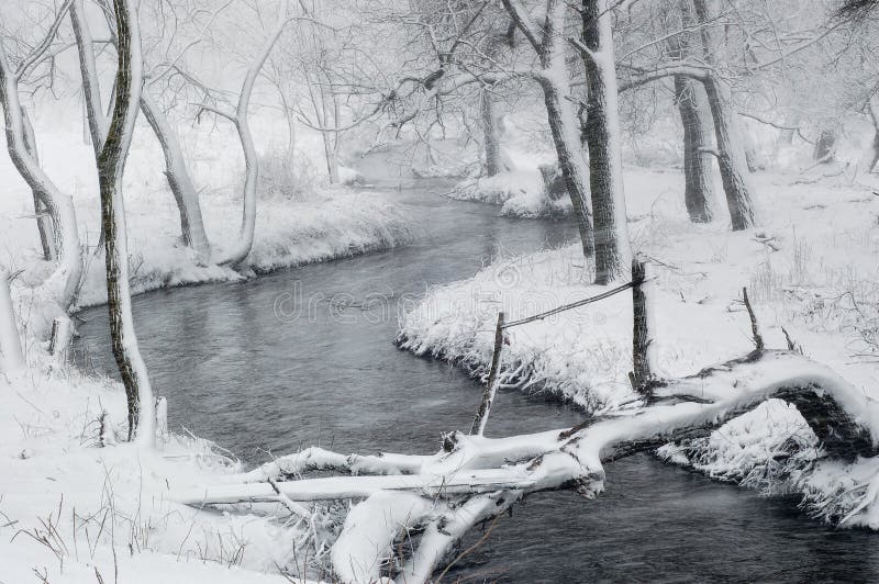 Winter Landscape with Blizzard in the Forest Stock Image - Image of ...