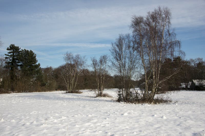 Winter Landscape with Blue Sky and Trees Stock Photo - Image of blue ...