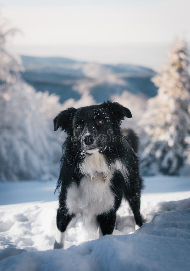 Winter Landscape of Border Collie Standing in the Snow Stock Image ...