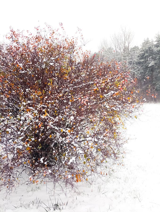 Winter Landscape: the Bright Bush Stock Image - Image of shrub, bright ...