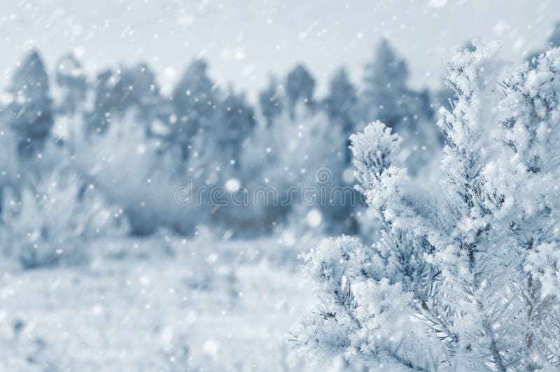 Winter landscape stock image. Image of cold, environment - 79211285