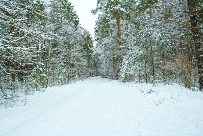 Winter Landscape on a Cloudy Day.Road in a Snowy Forest Surrounded by ...