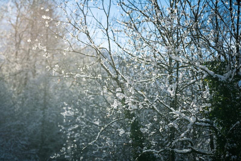 Winter Landscape in Cold Nature Stock Photo - Image of frozen ...