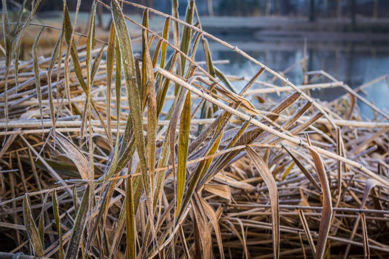 Winter Landscape Cold Pond with Reed in the Foreground Stock Photo ...