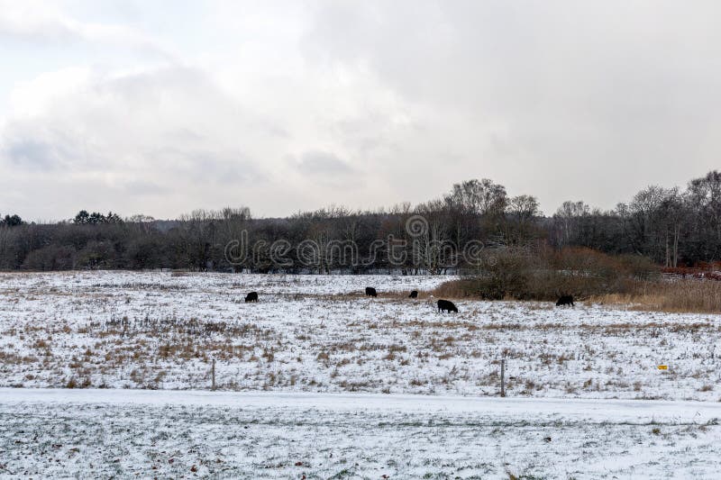 405 Frozen Landscape Cows Stock Photos - Free & Royalty-Free Stock ...