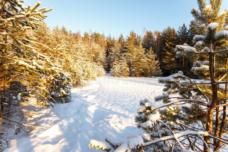 Winter Landscape of Edge of a Wood with Small Pine Trees in Sunlight ...