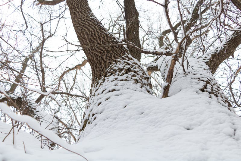 Winter Landscape - Elm Tree with Thick Stems Stock Image - Image of ...