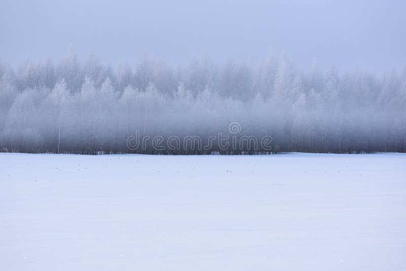 Winter Landscape. Empty Snow Field, Distant Forest in White Haze Stock ...