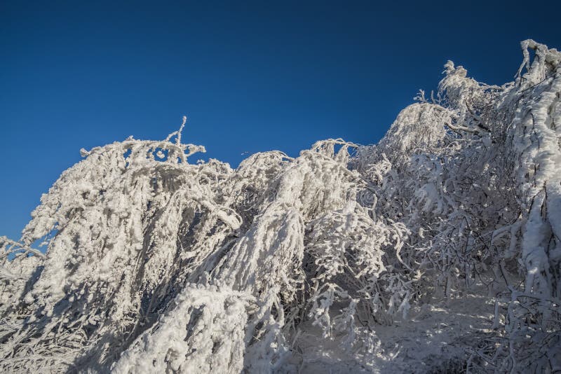 Winter Landscape in the Evening, Trees and Shrubs Turning Green and ...