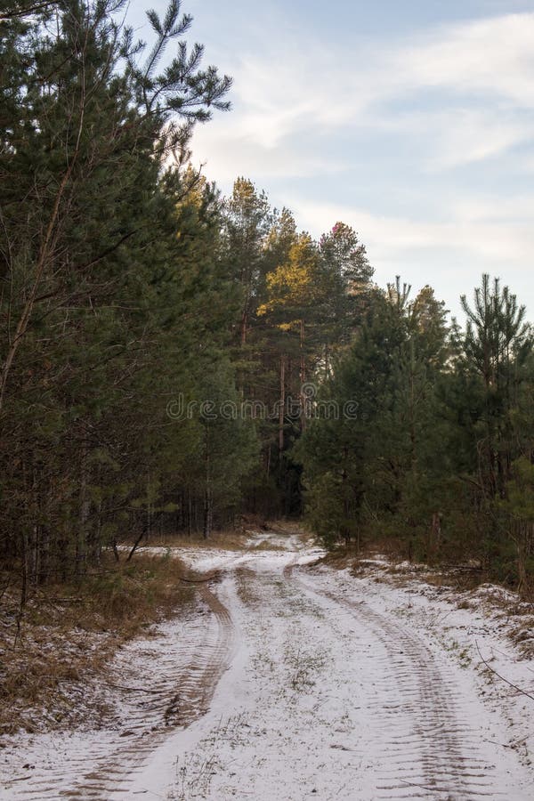 Winter Landscape with Fair Trees Under the Snow. Path in the Forest ...