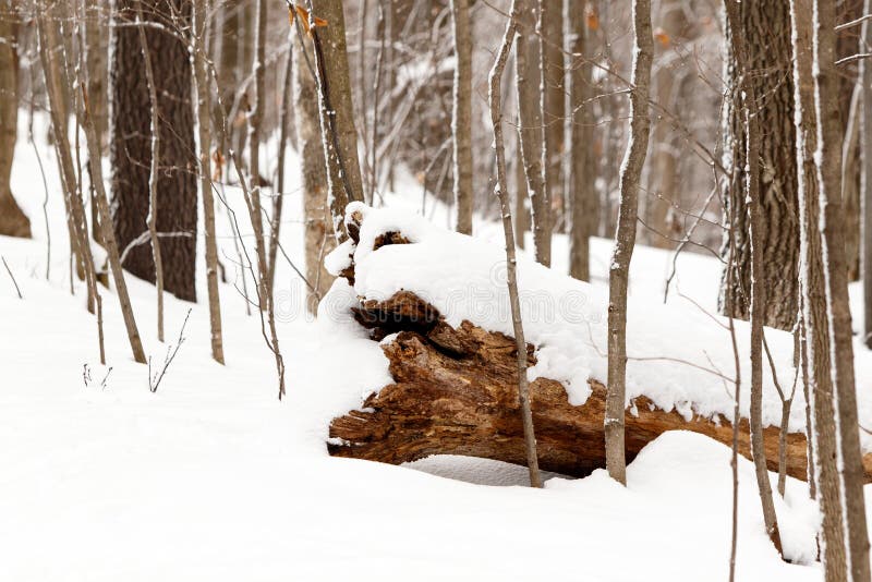 Winter landscape stock photo. Image of space, copy, cold - 47958112
