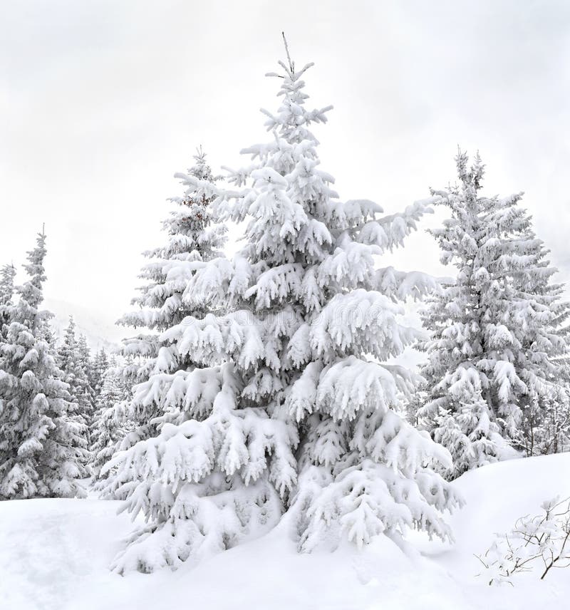 Winter Landscape with Fir Trees Covered Snow in Forest in Mountain ...