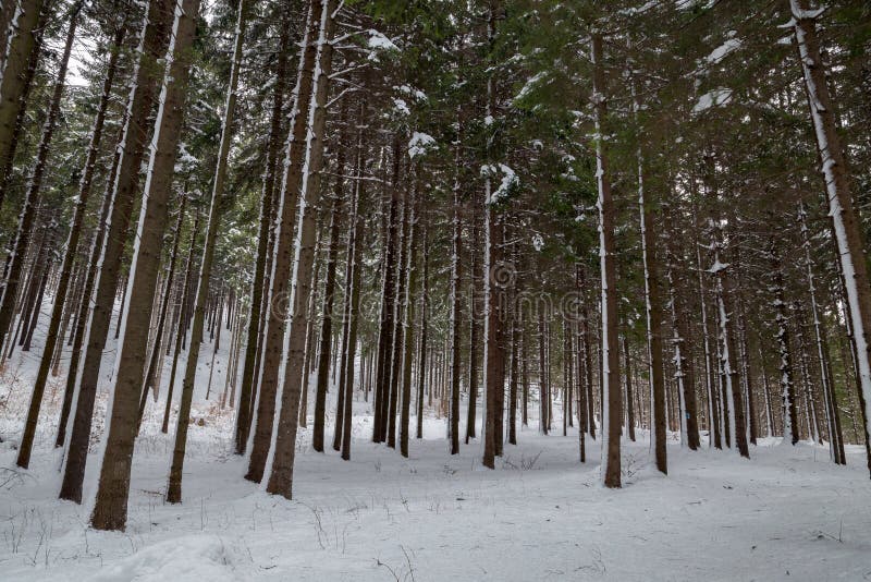 Winter Landscape of Fir Trees Forest Stock Image - Image of snowy ...