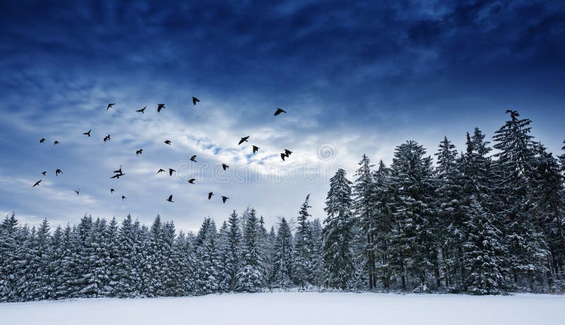 The Winter Landscape and Flock of Birds Stock Image - Image of group ...