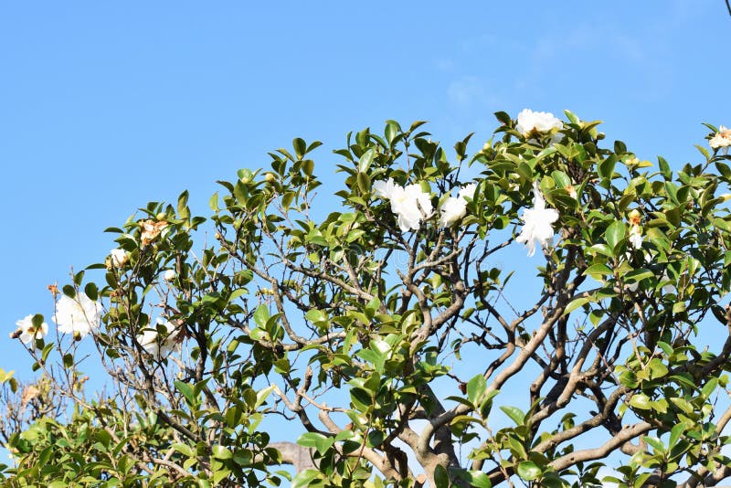 Sasanqua flowers stock image. Image of flowers, japanese - 134547971