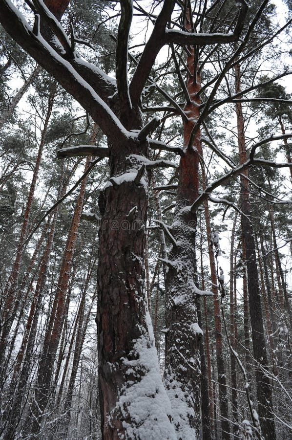 A Forest Covered with White Pure Snow Stock Photo - Image of winter ...