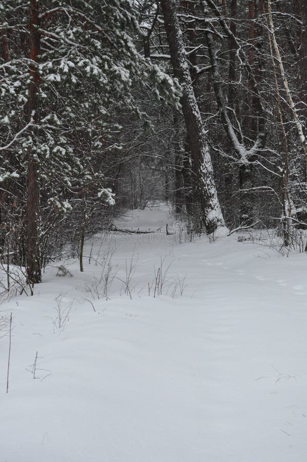 A Forest Covered with White Pure Snow Stock Image - Image of pure ...