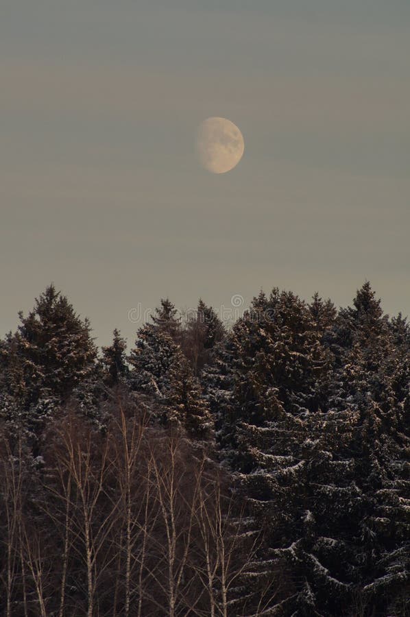 Winter Landscape Forest in the Evening Twilight with a Full Moon Stock ...