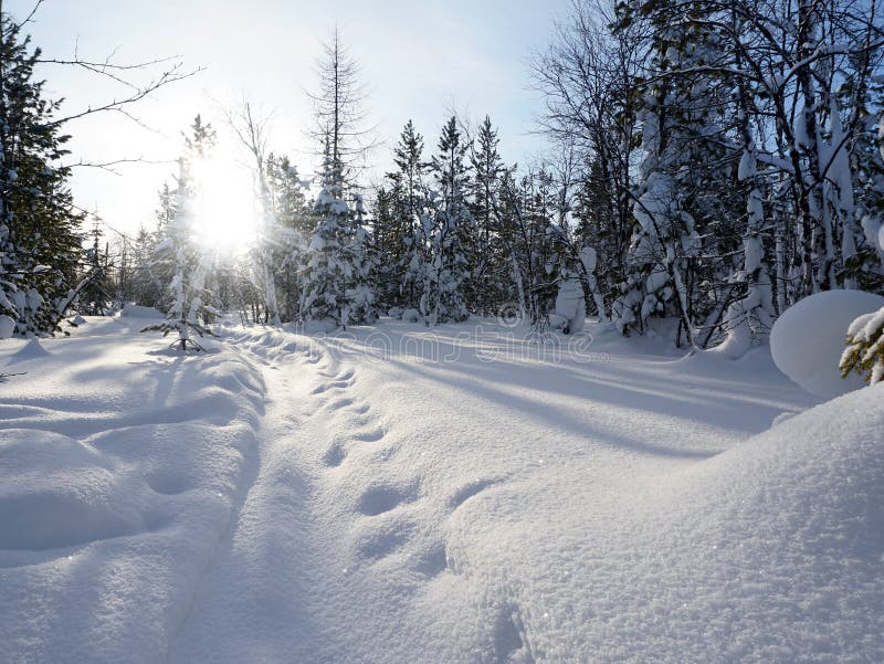 Winter landscape stock image. Image of frost, events - 50221745
