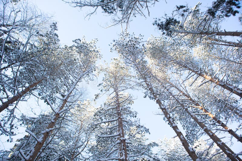 Winter Landscape in the Forest. Frosty Den, View from Below. Stock ...